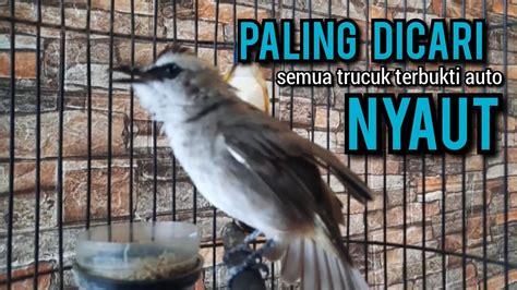 Trucukan Gacor TARUNG Ropel Panjang Ini Paling Ampuh Buat Pancingan