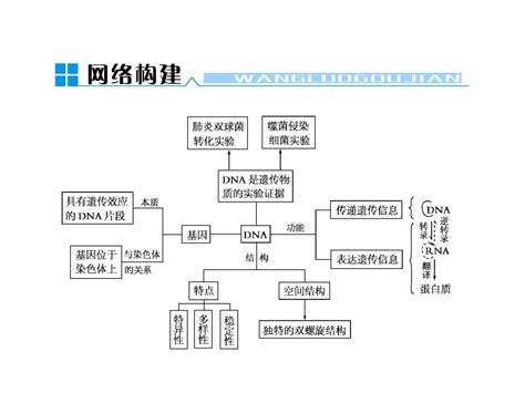 基因、dna、染色体word文档在线阅读与下载无忧文档