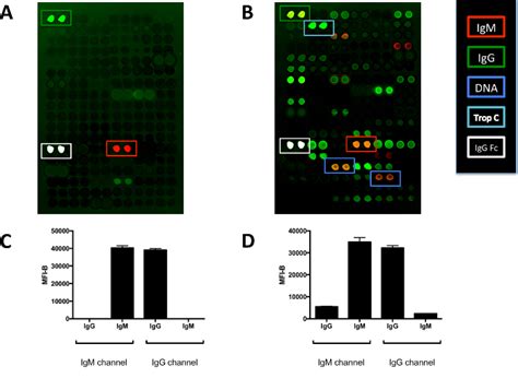 Generation Of Two Color Antigen Microarrays For The Simultaneous Detection Of Igg And Igm
