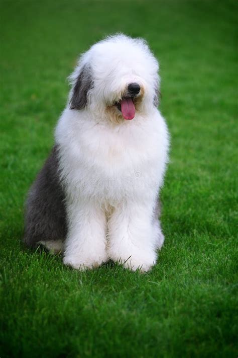 Englischer Alter Schäferhund Stockfoto Bild von bobtail entzückend