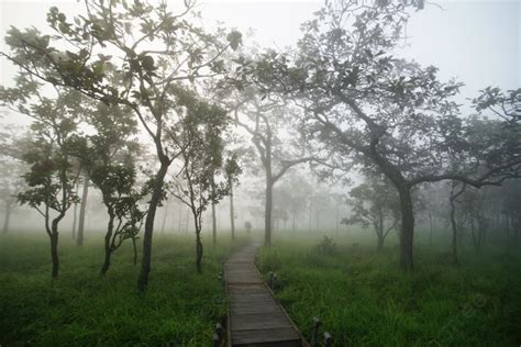 ممر جسر خشبي في الغابة مع ضباب صورة الخلفية والصورة للتنزيل المجاني Pngtree