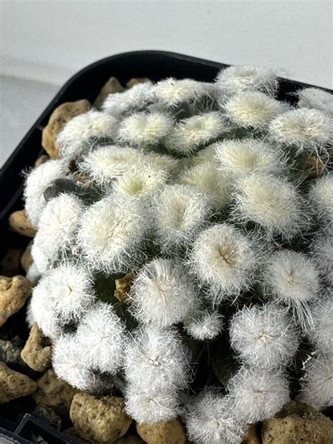 Yahooオークション Mammillaria Plumosa Cv Mookmanee マミラリア
