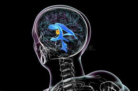 The Third Brain Ventricle 3d Illustration Stock Illustration