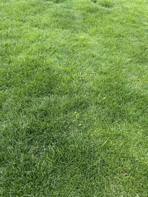Grass Identification Rlawncare