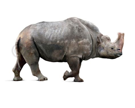 Embolotherium Grangeri Image Buy Uchytel
