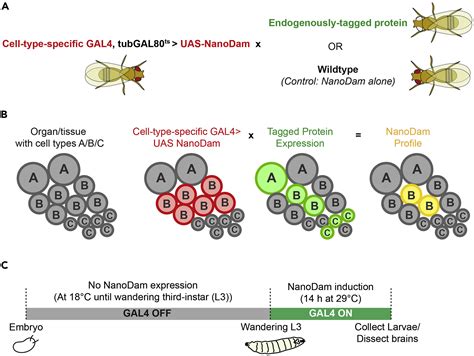 Cell Press: STAR Protocols