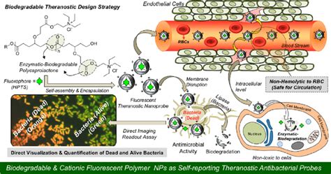 Structural Engineering Of New Cationic Polycaprolactone Based