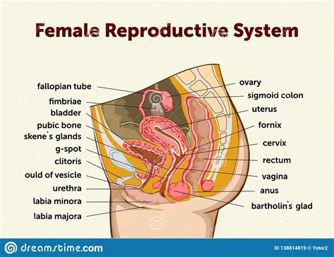 Education Chart Of Biology For Female Reproductive System Diagram