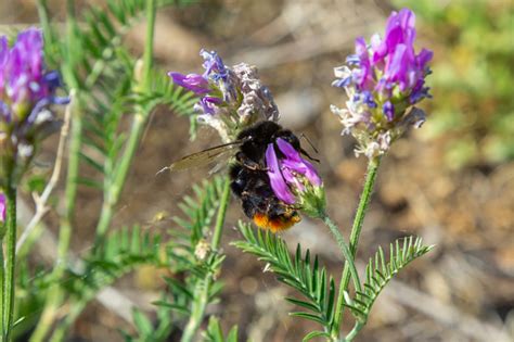 근접 촬영 Bombus Lapidarius 일반적으로 빨간 꼬리 꿀벌로 알려진 꽃에서 과즙을 수집 계절에 대한 스톡 사진 및