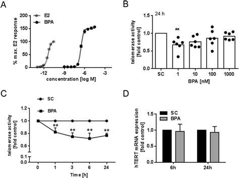 Effect Of The Estrogen Active Bpa On Telomerase Activity In Activated