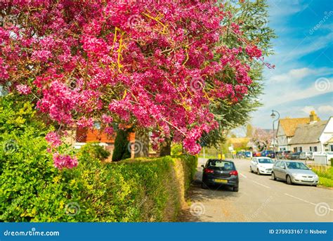 Purple Tree Shop At James Velarde Blog