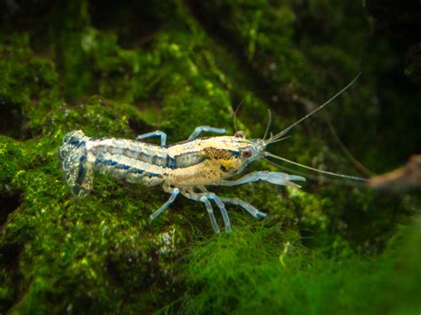 Blue Cajun Dwarf Crayfish Cambarellus Shufeldtii Aquatic Arts