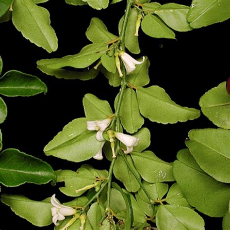 Triphasia Trifolia Ufifas Assessment University Of Florida