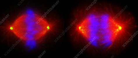Mitosis Light Micrograph Stock Image C0604394 Science Photo Library