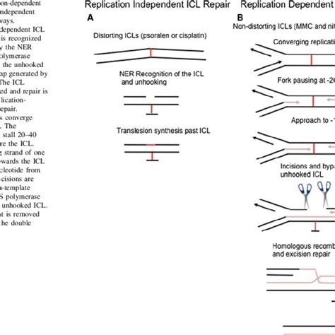 The Fanconi Anemia Repair Pathway The Fa Core Complex Consisting Of