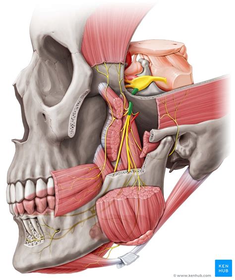 Ramo mandibular do nervo trigêmeo Anatomia nervo Nervo facial Nervo