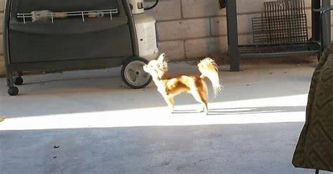 Chihuhua Imgur