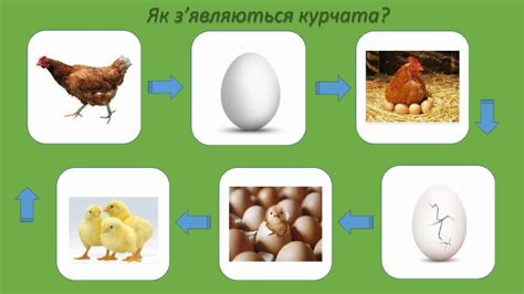 Заняття презентація Про яйця свійських птахів