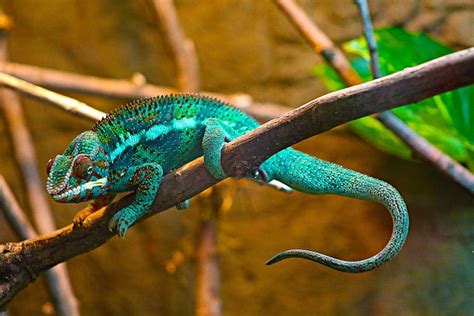 Chameleon Lizard Reptile Free Photo On Pixabay