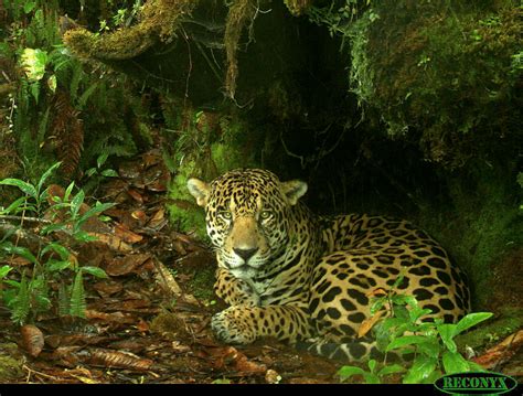 How Big Cats Shape The Ecosystem Of The Amazon Rainforest Cats Chef