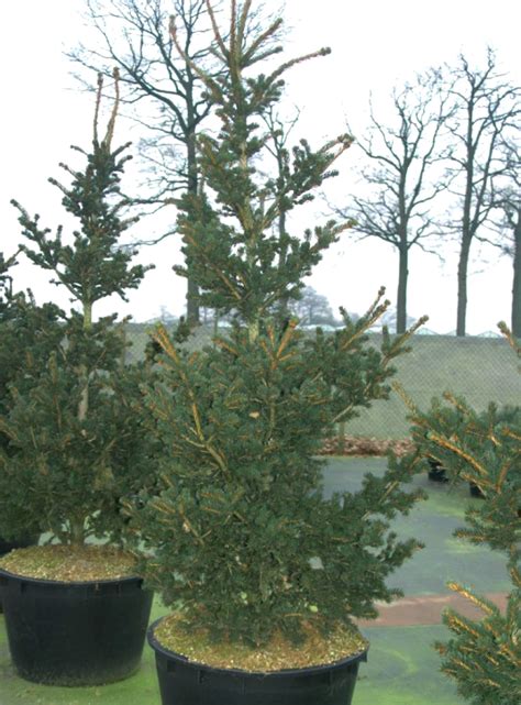 Ель колючая Лаки Страйк (Picea pungens Lucky Strike),ель зеленая купить ...