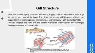Aquaculture Basics Module 3 Respiration PPT