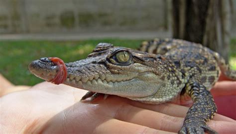Extinct Animals In The Amazon Rainforest Sciencing