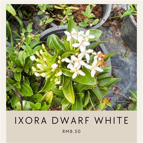 Ixora Putih White Ixora Jejarum Putih Tudung Periuk Putih Ixora