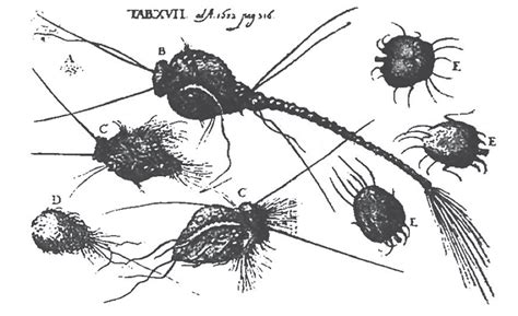 Quest Ce Que La Prise En Charge Des Morgellons Btmpsp