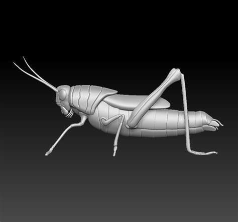 Grasshopper 3d Print Model 3d Model 3d Printable Cgtrader Grasshopper 3d Print Model 3d Model 3d Printable Cgtrader
