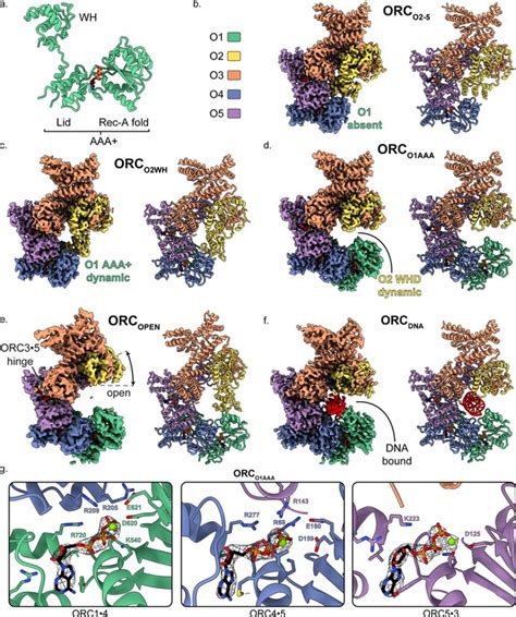 The Dynamic Nature Of The Human Origin Recognition Complex Revealed Through Five Cryoem