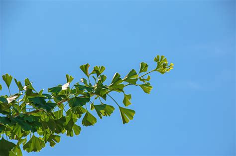 은행나무 빌로바의 신선한 밝은 녹색 잎 자연 단풍 질감 배경 우크라이나의 드니 퍼 에있는 식물원에있는 은행나무의 가지 0명에