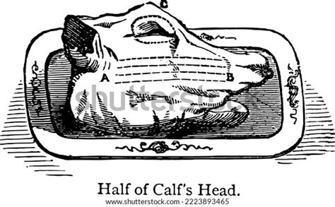 Half Calfs Head Nineteenth Century Victorian Stock Vector Royalty Free