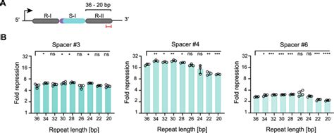 truncation of the downstream crispr array repeat has only a minor download scientific diagram