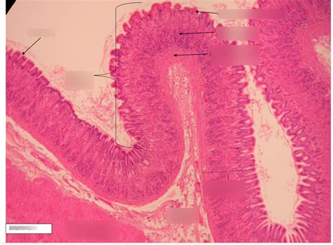 Stomach Histology Diagram Quizlet
