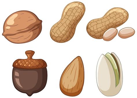 Cartoon Nuts Images Free Download On Freepik