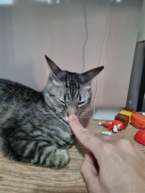 Boop