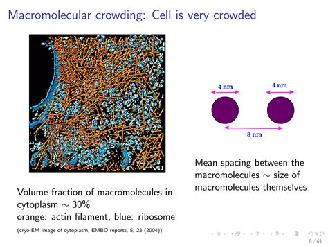 Polymer Looping Effects Of Macromolecular Crowding And External