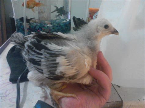 Light Brahma Pullet Backyard Chickens Learn How To Raise Chickens