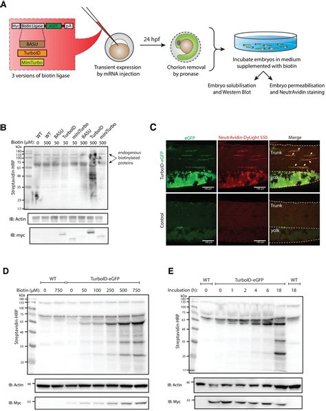 Figures And Data In In Vivo Proteomic Mapping Through Gfp Directed