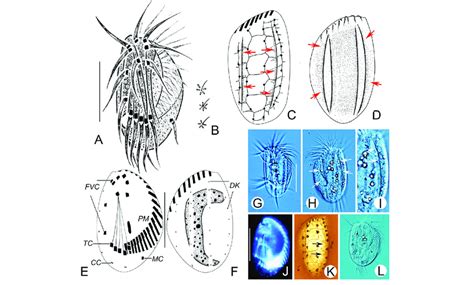 Euplotes Diagram A Unicellular Walker Controlled By A