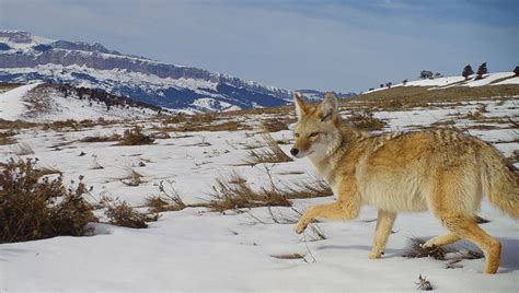 Coywolf Hybrid Eastern Coyotes Are Taking Over Parts Of North America