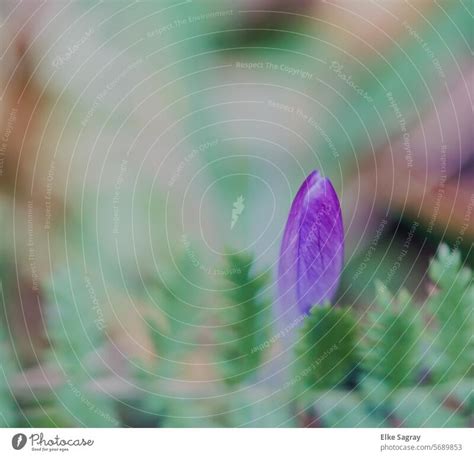 Zarter geschlossene lila Krokus Blüte ein lizenzfreies Stock Foto