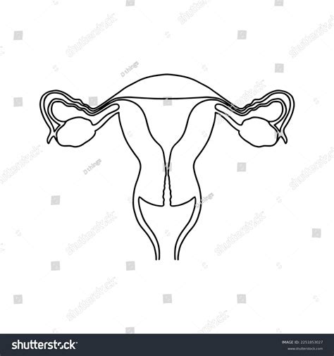 Female Reproductive System Cross Section Illustration Stock Vector Royalty Free 2251853027