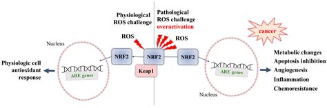 Nuclear Factor Erythroid 2 Related Factor 2 Encyclopedia Mdpi