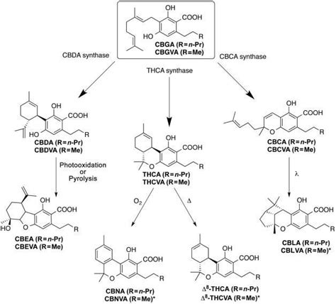 Chapter 2 Cannabinoid Synthesis Cannabisextracts