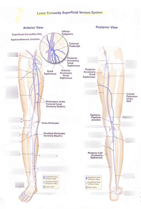 Lower Extremities Superficial Venous System Diagram Quizlet