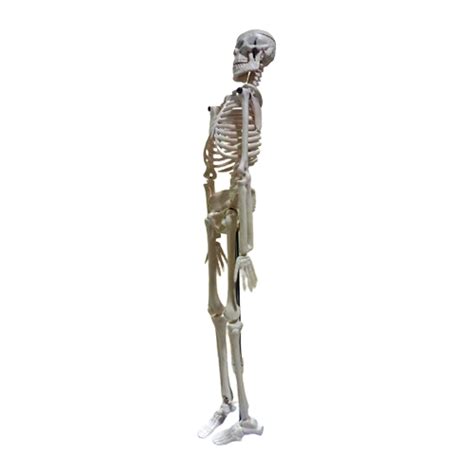 Small Human Skeleton 42cm China Labtex Bd