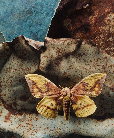 Jo Whaley Photography Holden Luntz Gallery