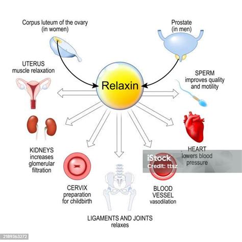 Relaxin Hormone Pregnancy Hormone Stock Illustration Download Image